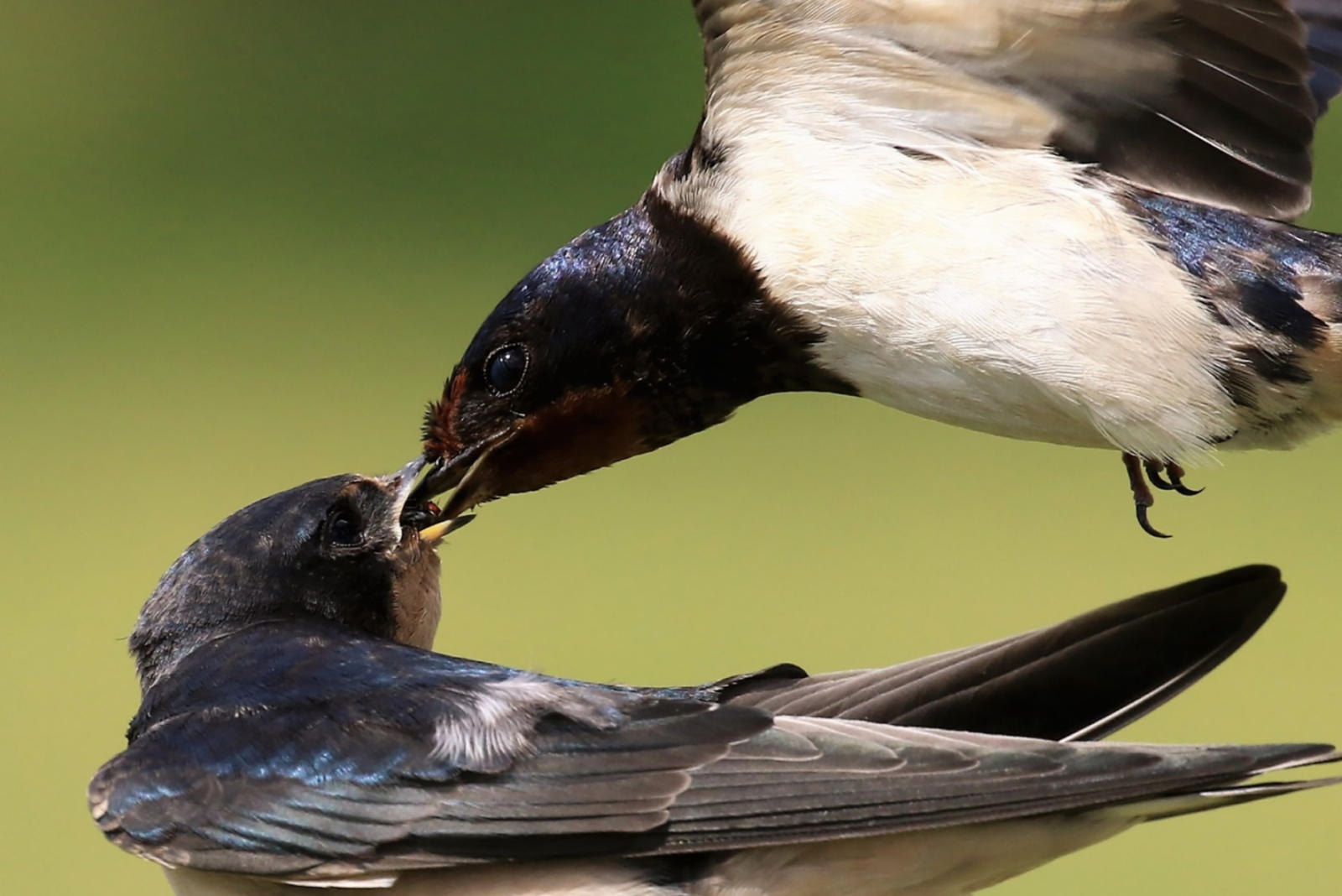 Picture perfect: along the Blackwater with Pat Quinlan - The Avondhu ...