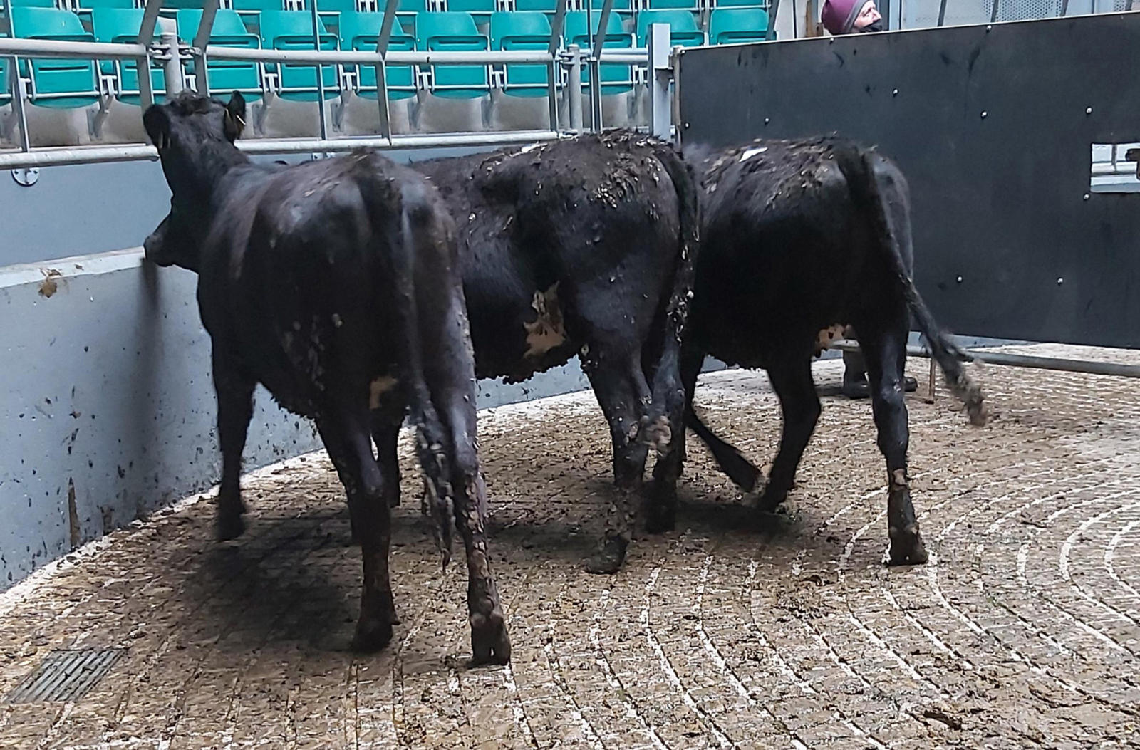 Corrin Mart Report - The Avondhu Newspaper