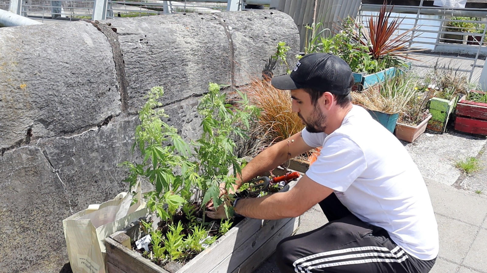 Former Carrignavar student leading campaign to legalise cannabis - The ...