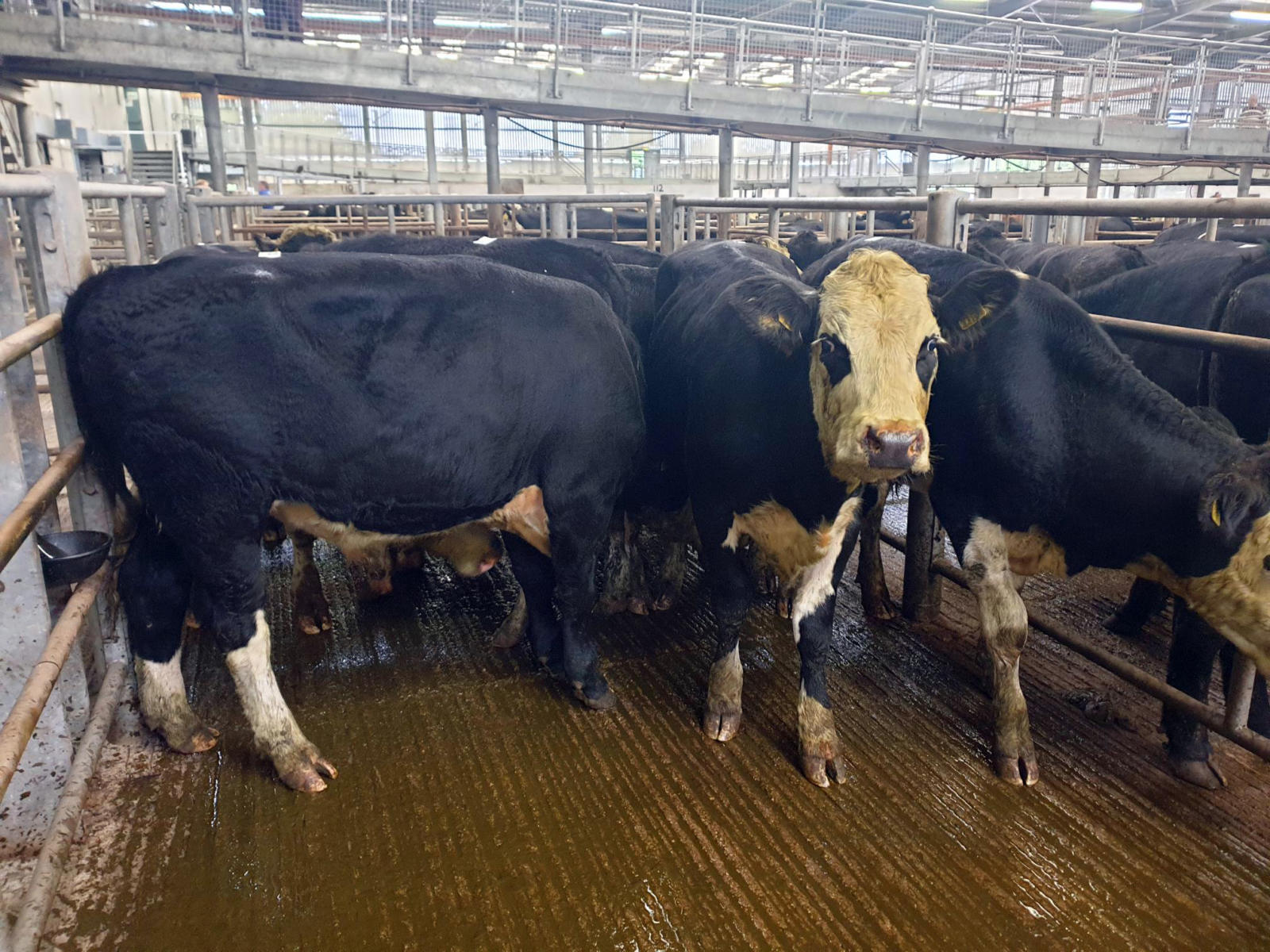 Corrin Mart Report - The Avondhu Newspaper