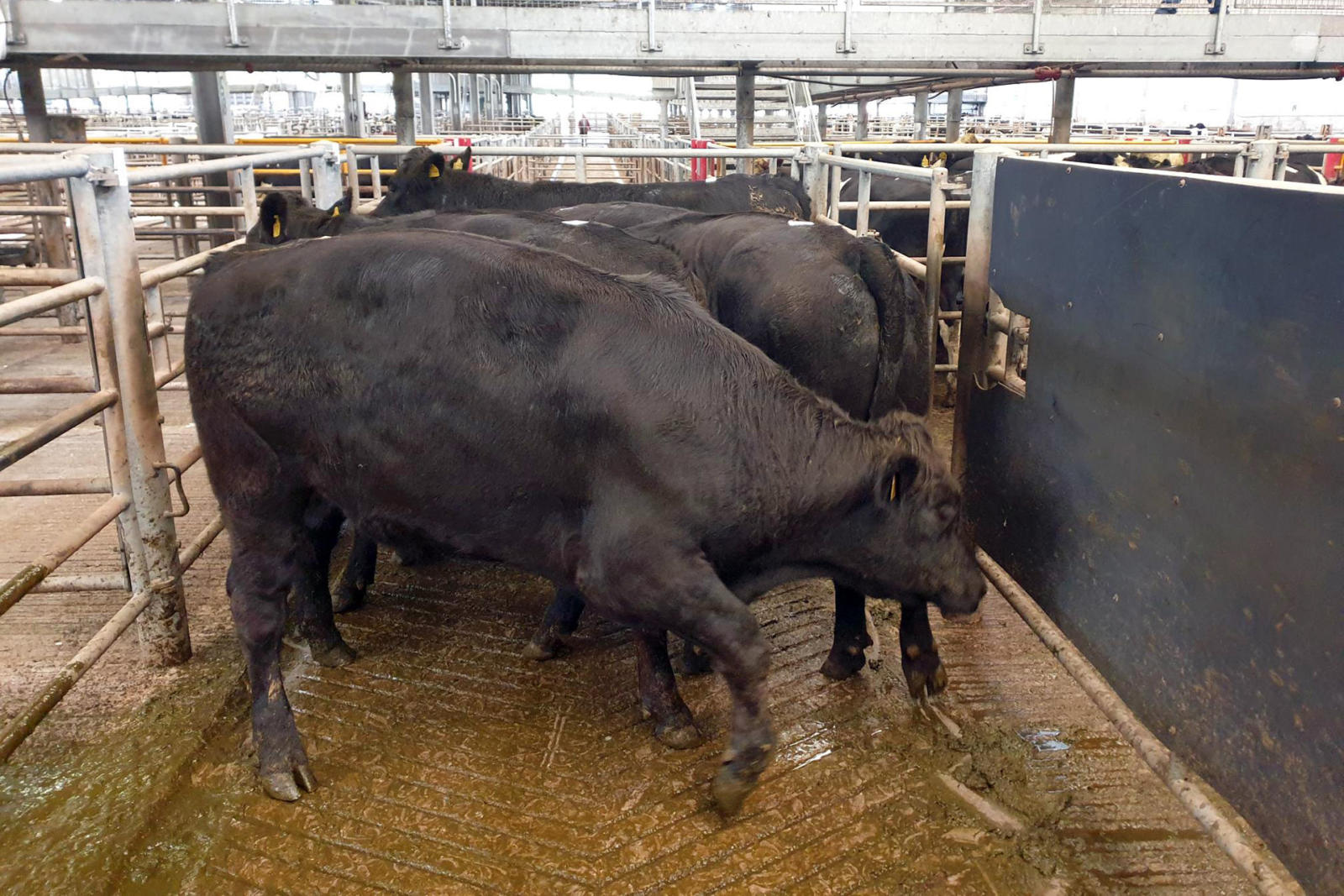 Corrin Mart Report - The Avondhu Newspaper