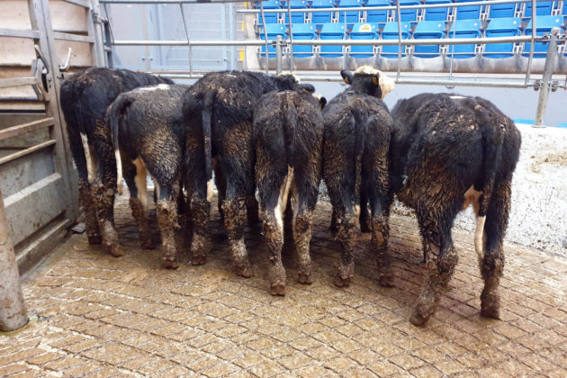 Corrin Mart Report - The Avondhu Newspaper