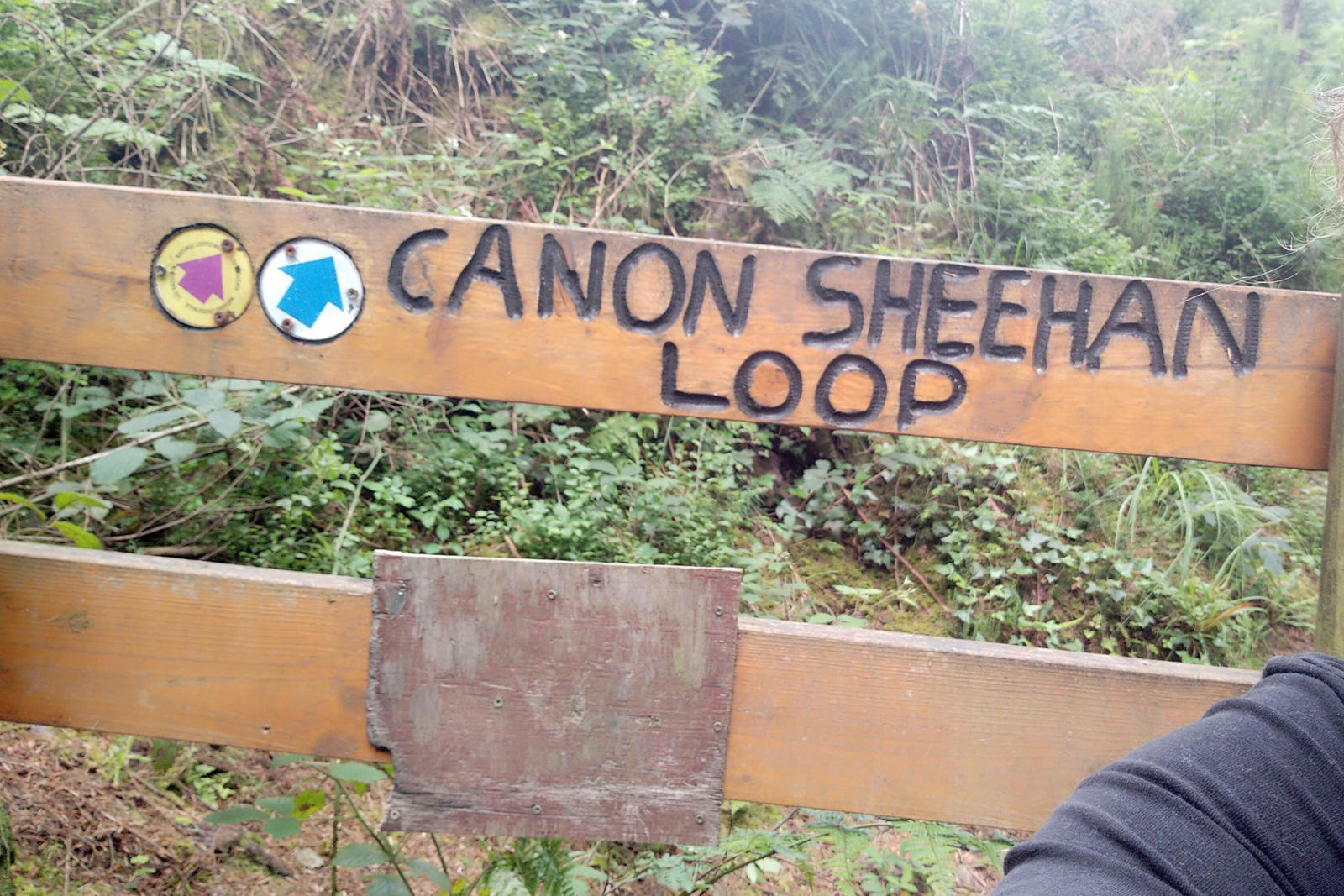Fallen animals dumped by Canon Sheehan Loop - The Avondhu Newspaper
