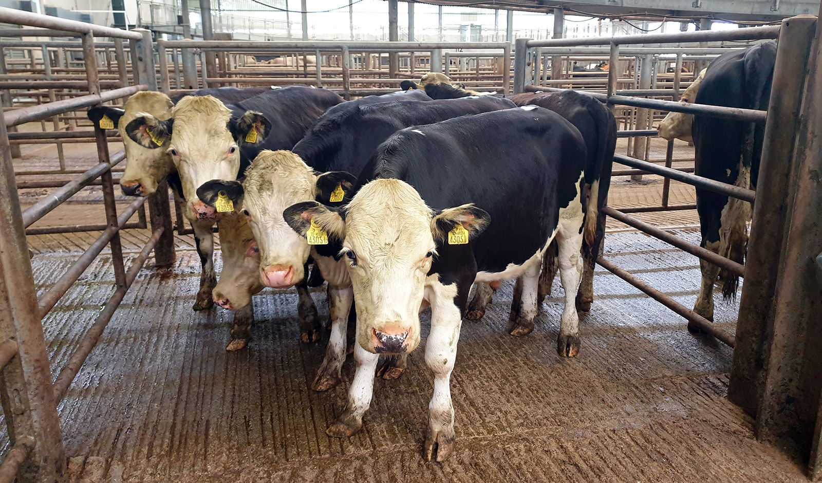 Corrin Mart Report - The Avondhu Newspaper