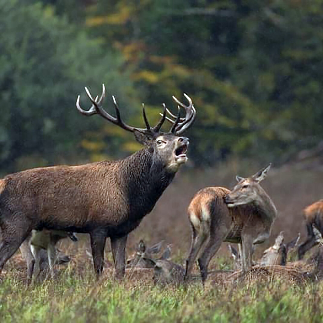 Motorists urged to be vigilant during deer breeding season - The ...