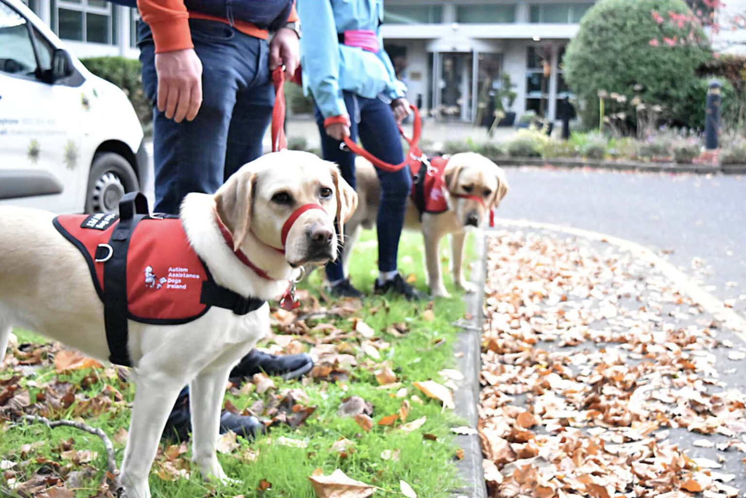 Assistance dogs empower Autistic children and their families - The ...