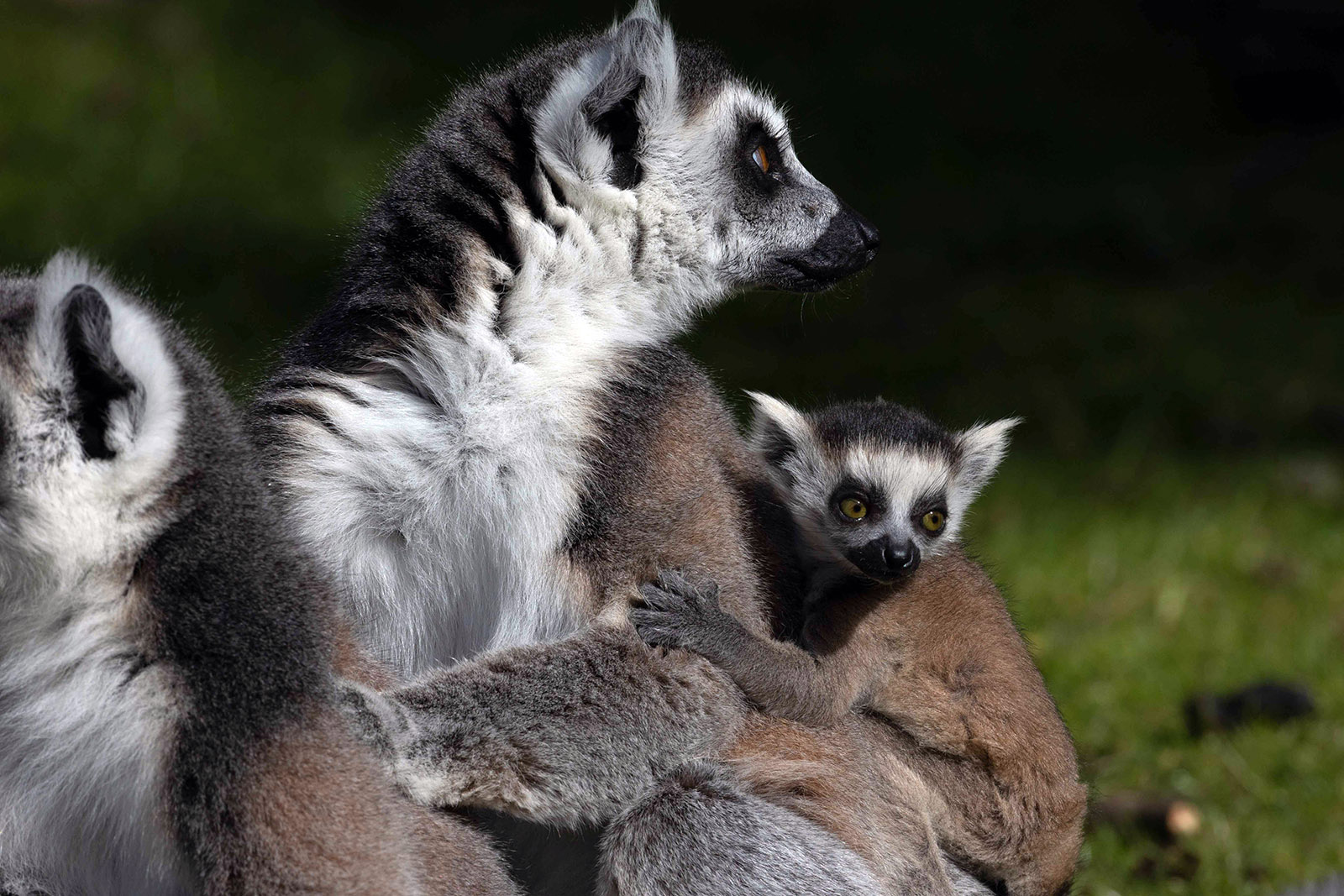 Five endangered Ring-Tailed Baby Lemurs born at Fota Wildlife Park ...