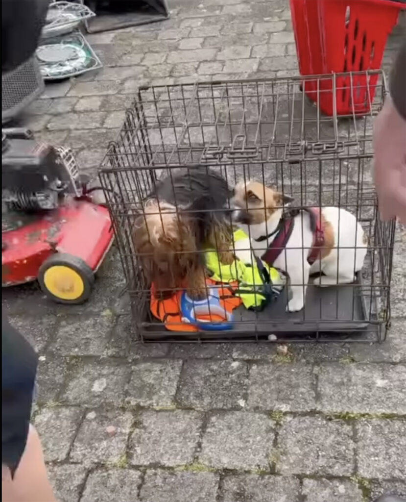 Dog welfare concerns raised at 'Town market - The Avondhu Newspaper