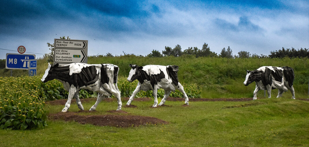 Bo Bainne - finally home to graze again - The Avondhu Newspaper